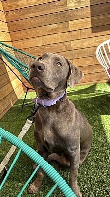 Brea, CA - Labrador Retriever. Meet Brookelyne a Pet for Adoption ...