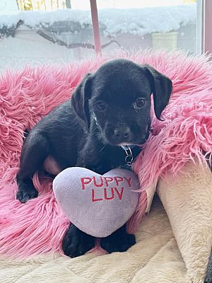 West Milford, NJ - Boston Terrier/Miniature Poodle. Meet Paris a Pet ...