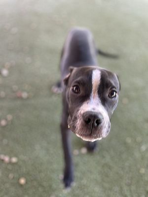 Birmingham, AL - Pit Bull Terrier. Meet James a Pet for Adoption ...