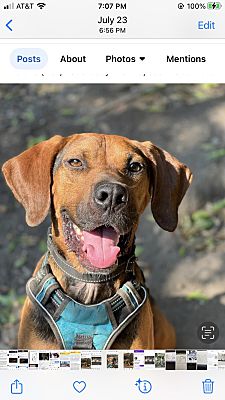 New York, NY - Hound (Unknown Type). Meet Atticus a Pet for Adoption ...