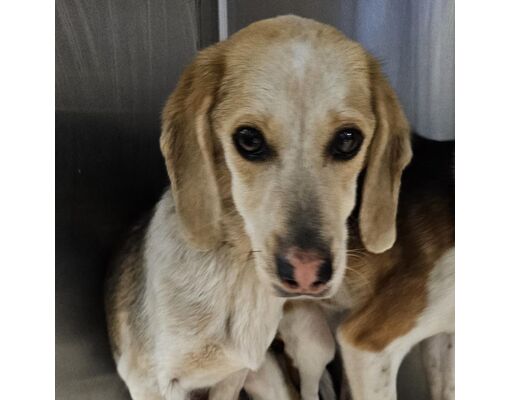 Mt Vernon, AR - Beagle. Meet Micasa a Pet for Adoption - AdoptaPet.com