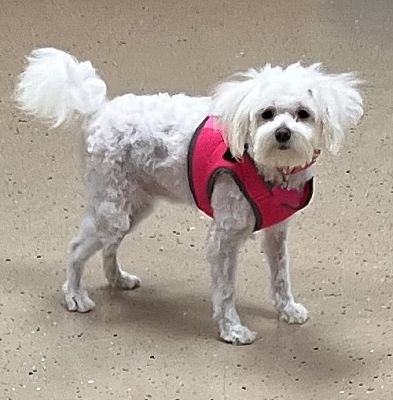 Mundelein, IL - Maltese/Poodle (Miniature). Meet Mila a Pet for ...