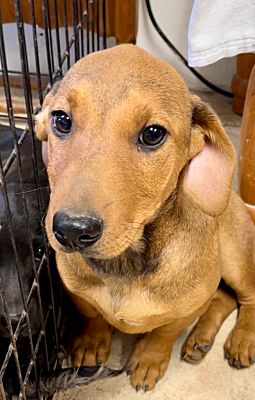 Gilmer, TX - Dachshund/Redbone Coonhound. Meet Cooter a Pet for ...