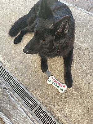 Oxnard, CA - Belgian Malinois. Meet Oso a Pet for Adoption - AdoptaPet.com