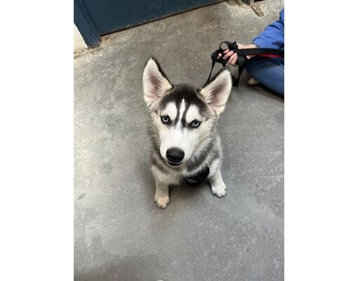 Raleigh, NC - Husky. Meet LILY a Pet for Adoption - AdoptaPet.com
