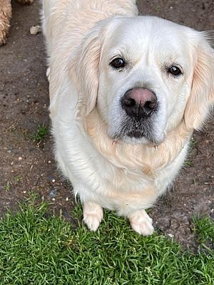 Stafford, VA - Golden Retriever. Meet Daisy a Pet for Adoption ...