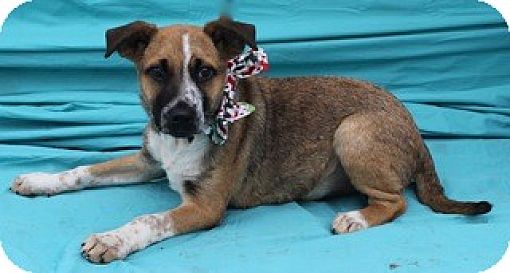 New Roads, LA - Mountain Cur/Boxer. Meet Cole a Pet for Adoption ...