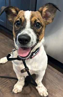 Dallas, TX - Jack Russell Terrier. Meet Loki a Pet for Adoption ...