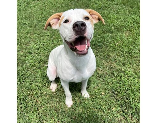 Stillwater, OK - American Pit Bull Terrier/Labrador Retriever. Meet ...