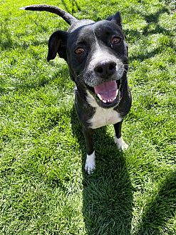 Adopt A Pet | PetSmart Charities