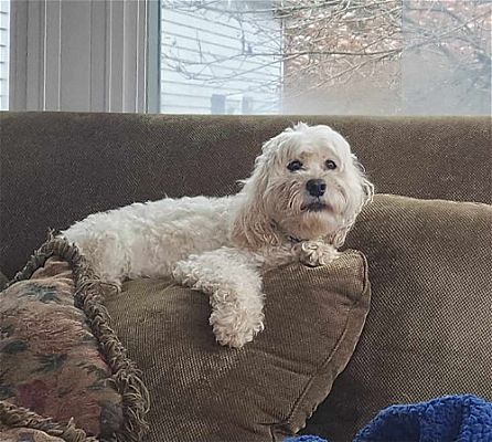 Cuba, NY - Poodle (Miniature)/Cocker Spaniel. Meet Milo Pondbrook a Pet ...