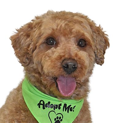 Springfield, OH - Poodle (Standard). Meet Carlitto a Pet for Adoption ...