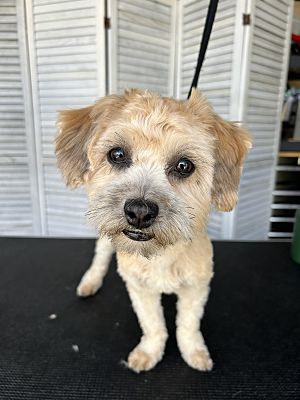 Orange, CA - Yorkie Poo. Meet Lena a Pet for Adoption - AdoptaPet.com