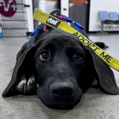 Arlington, VA - Labrador Retriever/Shepherd (Unknown Type). Meet Chili ...