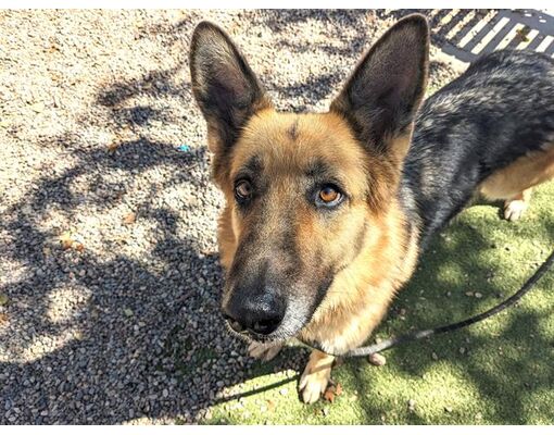 Phoenix, AZ - German Shepherd Dog. Meet LEAH a Pet for Adoption ...