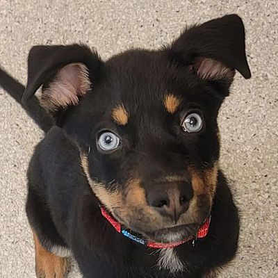 Los Angeles, CA - Rottweiler/Mixed Breed (Large). Meet Manny a Pet for ...