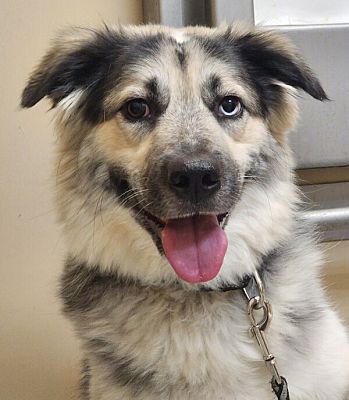 Spokane Valley, WA - Mixed Breed (Medium). Meet Keira a Pet for ...