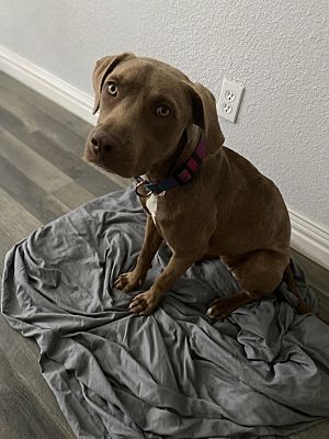 Houston, TX - Blue Lacy/Texas Lacy/Labrador Retriever. Meet Hazel a Pet ...