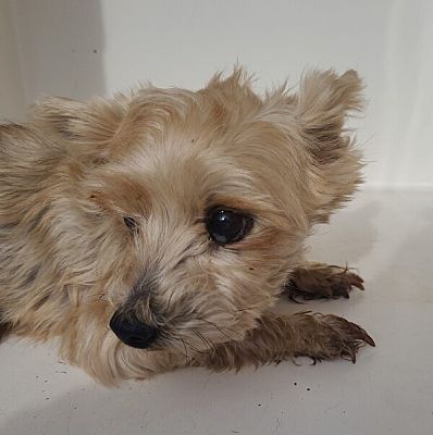Dallas, GA - Yorkie, Yorkshire Terrier. Meet 24-02-0419 Keely a Pet for ...