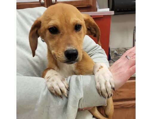 Tupelo, MS - Hound (Unknown Type)/Pointer. Meet Sydney- 032303S a Pet ...