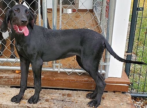 Roundup, MT - Great Dane/German Shorthaired Pointer. Meet Rosie a Pet ...