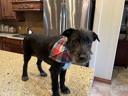 Bellevile, NJ - Miniature Schnauzer/Australian Cattle Dog. Meet Dot ...