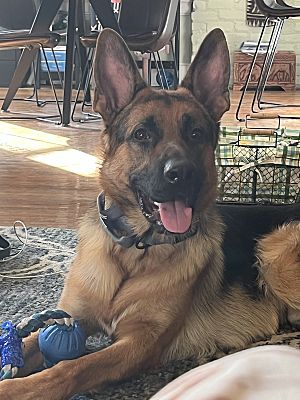 Cincinnati, OH - German Shepherd Dog. Meet Bash a Pet for Adoption ...