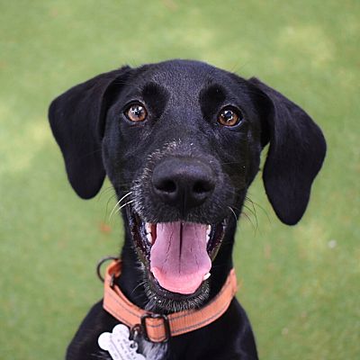 St. Petersburg, FL - Mixed Breed (Medium). Meet Mitzi a Pet for ...