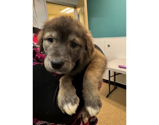 Palmer, AK - Alaskan Malamute/Labrador Retriever. Meet TULIP a Pet for ...