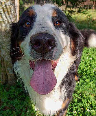 Tulsa, OK - Bernese Mountain Dog. Meet Ursus a Pet for Adoption ...