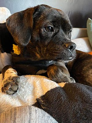 Covington, KY - Pug/Boxer. Meet Daphne a Pet for Adoption - AdoptaPet.com