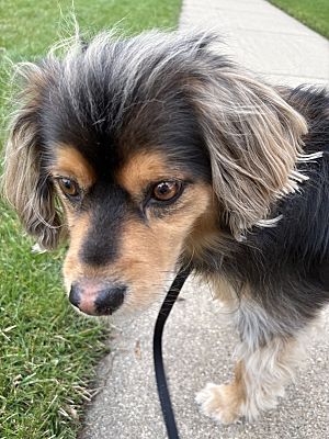 Wyoming, MI - Cavalier King Charles Spaniel/Pomsky. Meet Ziggy a Pet ...