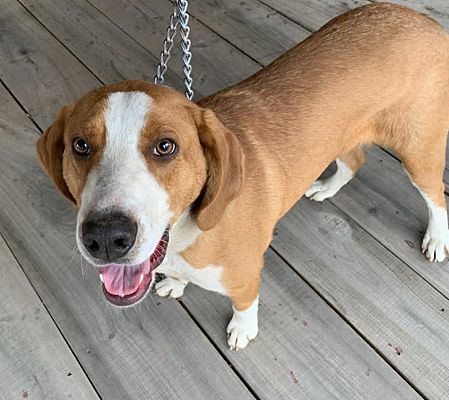 East Hartford, CT - Hound (Unknown Type). Meet Bruce a Pet for Adoption ...