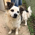 Corgi Puppies - Corgi Rescue and Adoption Near You