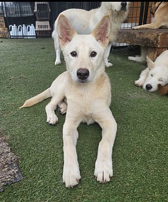 Hoboken, NJ - German Shepherd Dog/Jindo. Meet Bonnie(A) a Pet for ...