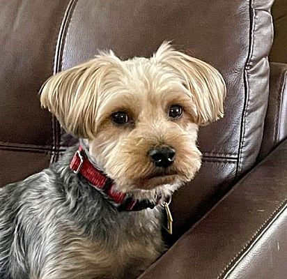 Dallas, TX - Yorkie, Yorkshire Terrier. Meet Kashie a Pet for Adoption ...