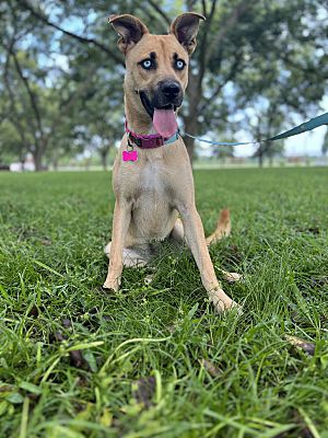 Berkeley Heights, NJ - Boxer/Husky. Meet Becker a Pet for Adoption ...