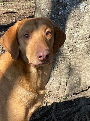 Baltimore, MD - Labrador Retriever/Hound (Unknown Type). Meet Frederick ...