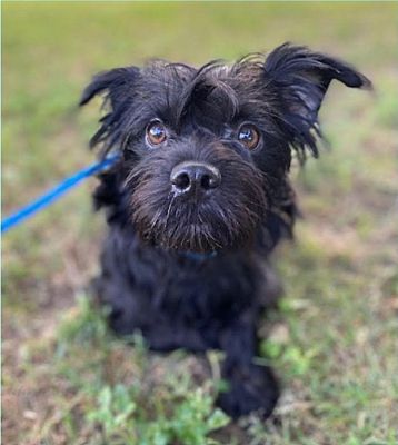 Littleton, CO - Affenpinscher. Meet Monster a Pet for Adoption ...