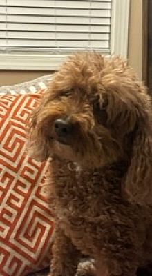 Cary, NC - Bichon Frise/Poodle (Miniature). Meet Abby a Pet for ...