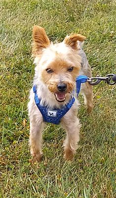 Ceres, VA - Yorkie, Yorkshire Terrier. Meet Loki a Pet for Adoption ...