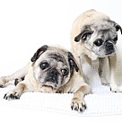 Pug Puppies - Pug Rescue and Adoption Near You