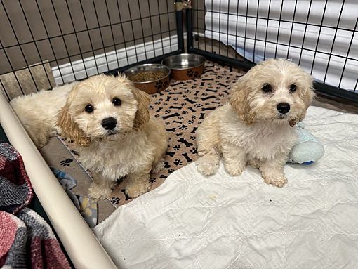 Woodbridge, NJ - Cocker Spaniel/Bichon Frise. Meet Pecan and Almond a ...