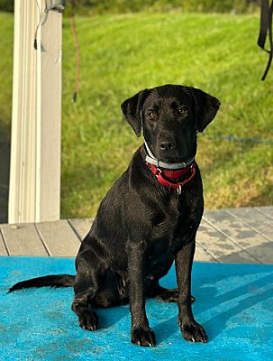 Lansing, KS - Labrador Retriever. Meet Sorbet a Pet for Adoption ...