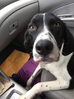 Chatham, NJ - Border Collie/Setter (Unknown Type). Meet Addison a Pet ...