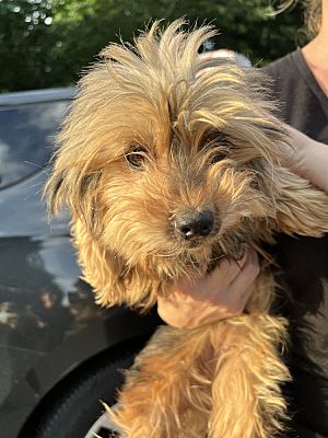 Cherry Hill, NJ - Yorkie, Yorkshire Terrier. Meet Virginia a Pet for ...