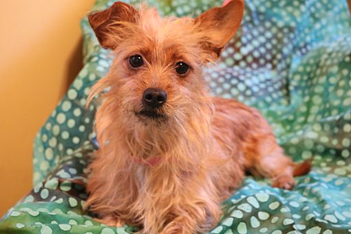 Allentown, PA - Cairn Terrier/Yorkie, Yorkshire Terrier. Meet Honey a ...
