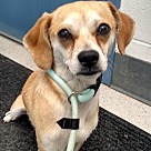 Pug Puppies - Pug Rescue and Adoption Near You