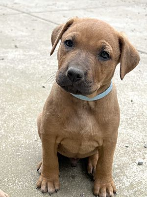 Pleasanton, CA - Rhodesian Ridgeback/Labrador Retriever. Meet Ace a Pet ...