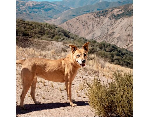Marana, AZ - Australian Cattle Dog/Mixed Breed (Medium). Meet Lumiere a ...